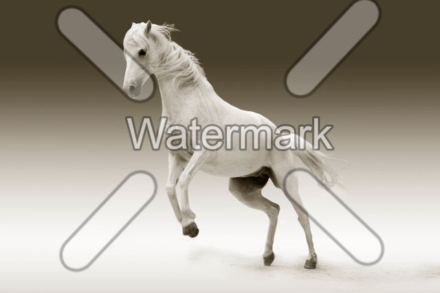 Snadné dávkové vytváření vodoznaků na fotografiích. Přesný software pro ...